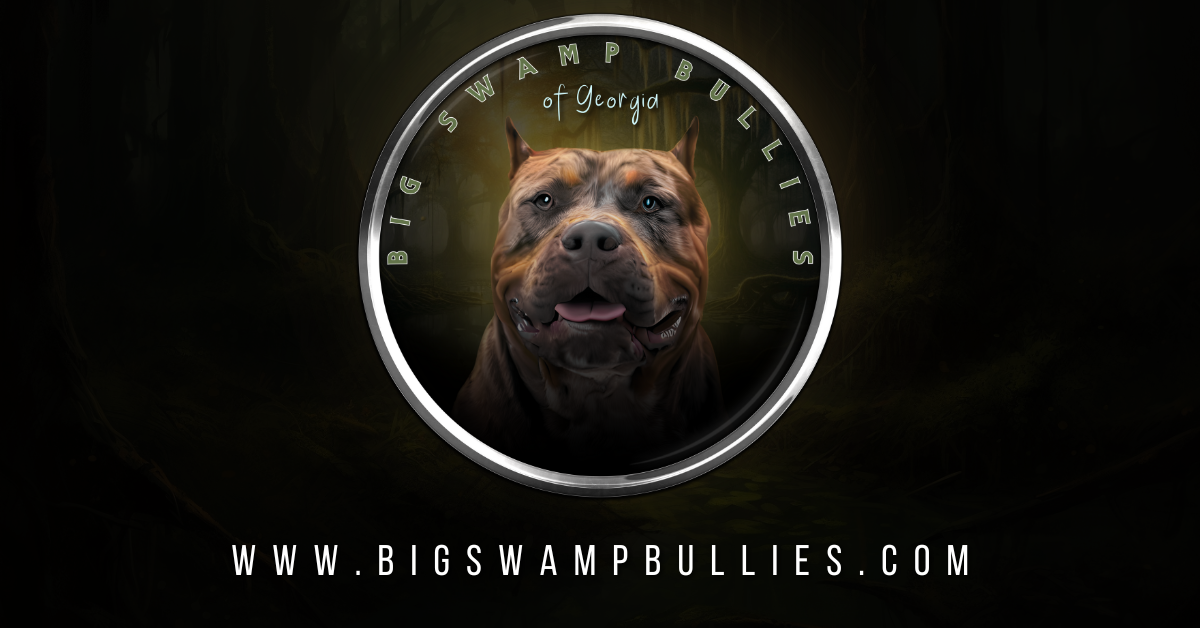 American Bully Studs | Big Swamp Bullies